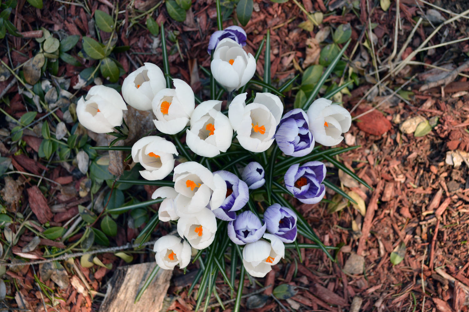 croci | Laura K Curtis