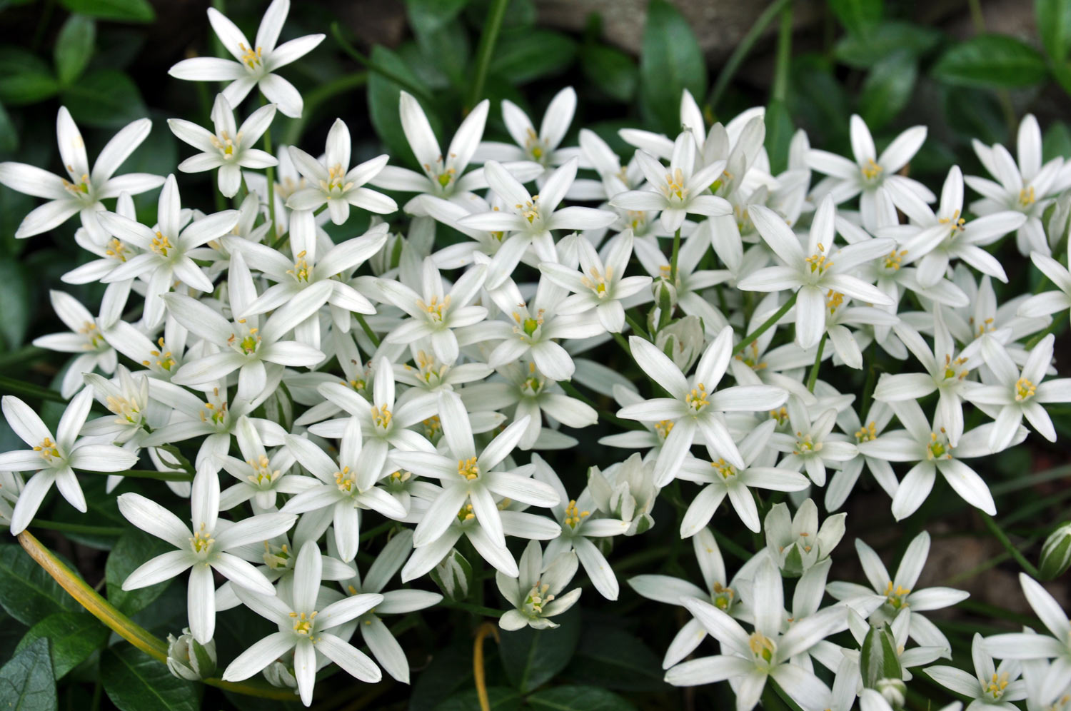 whiteflowers | Laura K Curtis
